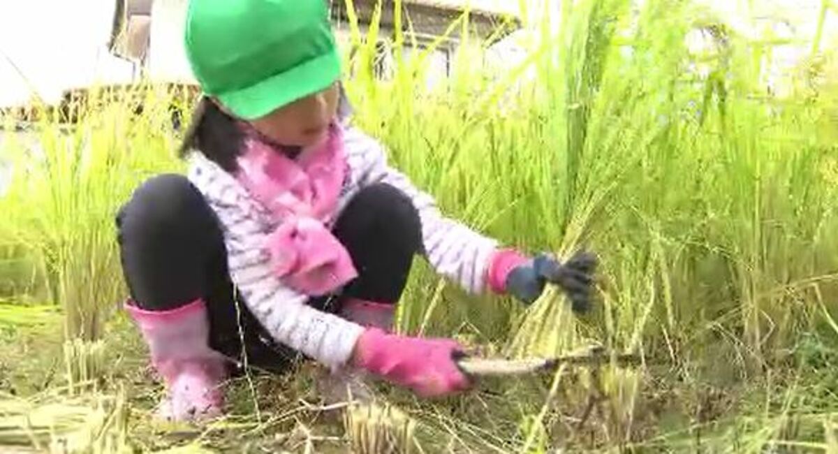 鎌でザクザク！保育園児が稲刈りに挑戦 長野･飯田市 | TBS NEWS DIG