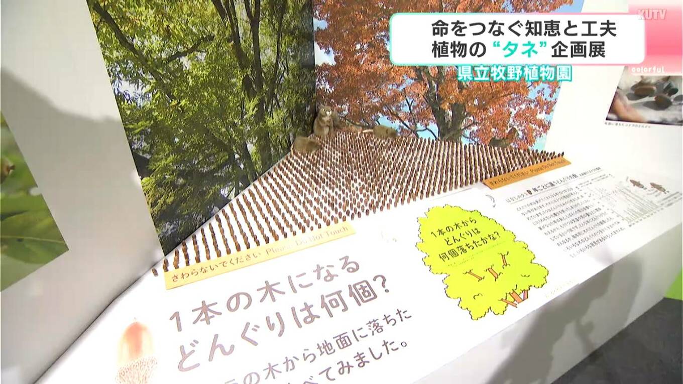 生き残る知恵と工夫 植物の“タネ”には秘密がいっぱい | 高知のニュース・天気｜KUTV NEWS | KUTVテレビ高知