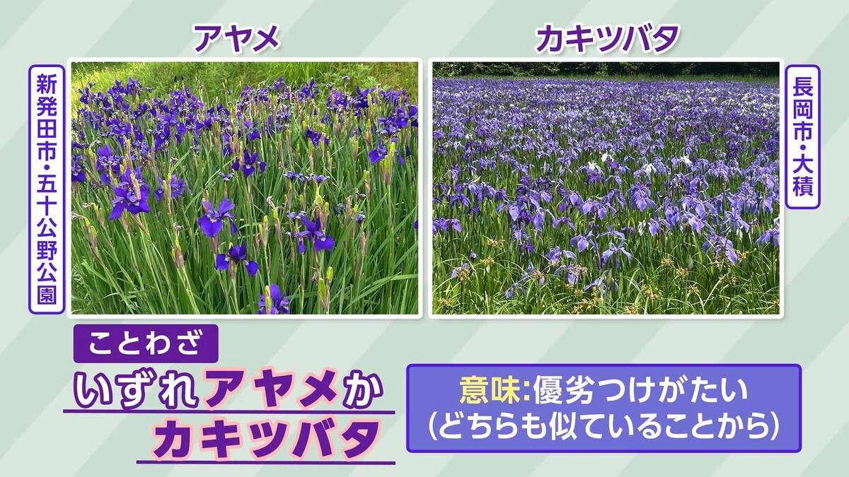 『いずれアヤメかカキツバタ』どちらがアヤメでどちらがカキツバタ？その見分け方は“花の中央”（BSN新潟放送）｜dメニューニュース（NTTドコモ）