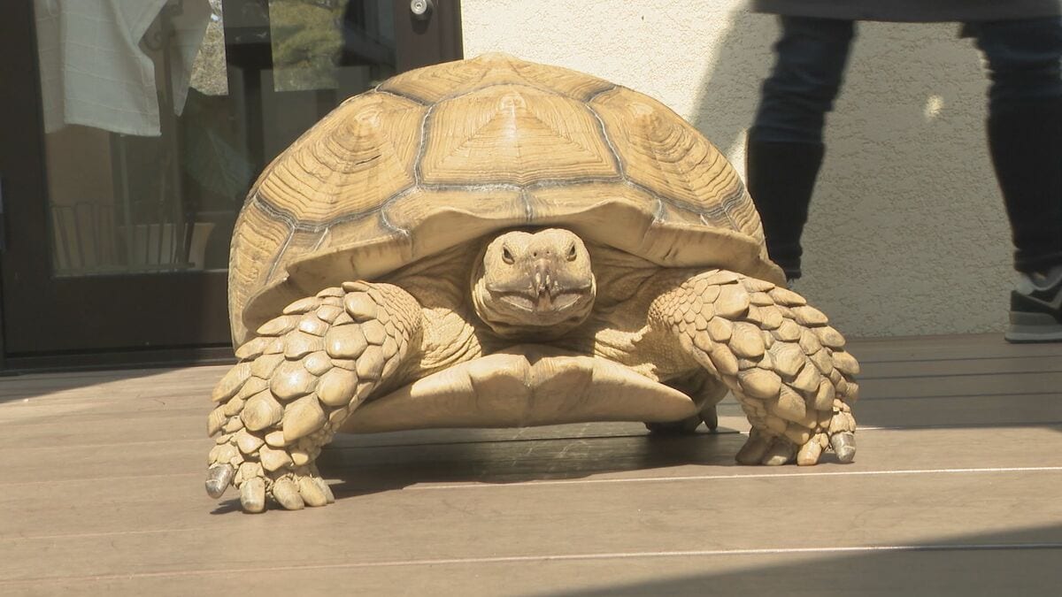 春の陽気に誘われて レストランの看板娘“かめ吉”冬眠からさめる | TBS NEWS DIG