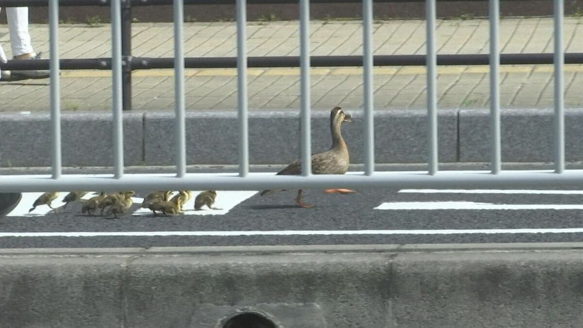 【大ピンチ】カルガモ親子、駅前の県道を渡ろうとして車に轢かれかける 警察出動も…「まじか！」約3時間にわたる救出劇の一部始終 11羽の運命は ...