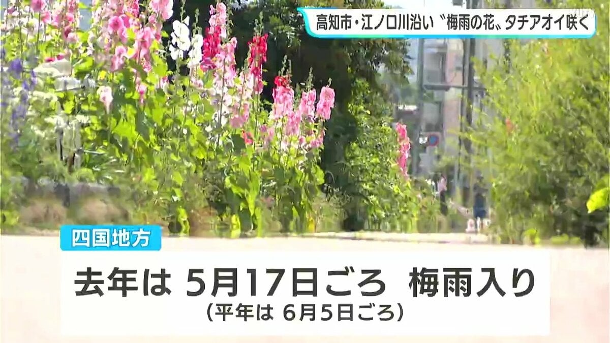 「毎年きれいに咲いているなと」“梅雨の花”タチアオイが咲く 高知市・江ノ口川沿い（KUTVテレビ高知）｜dメニューニュース（NTTドコモ）